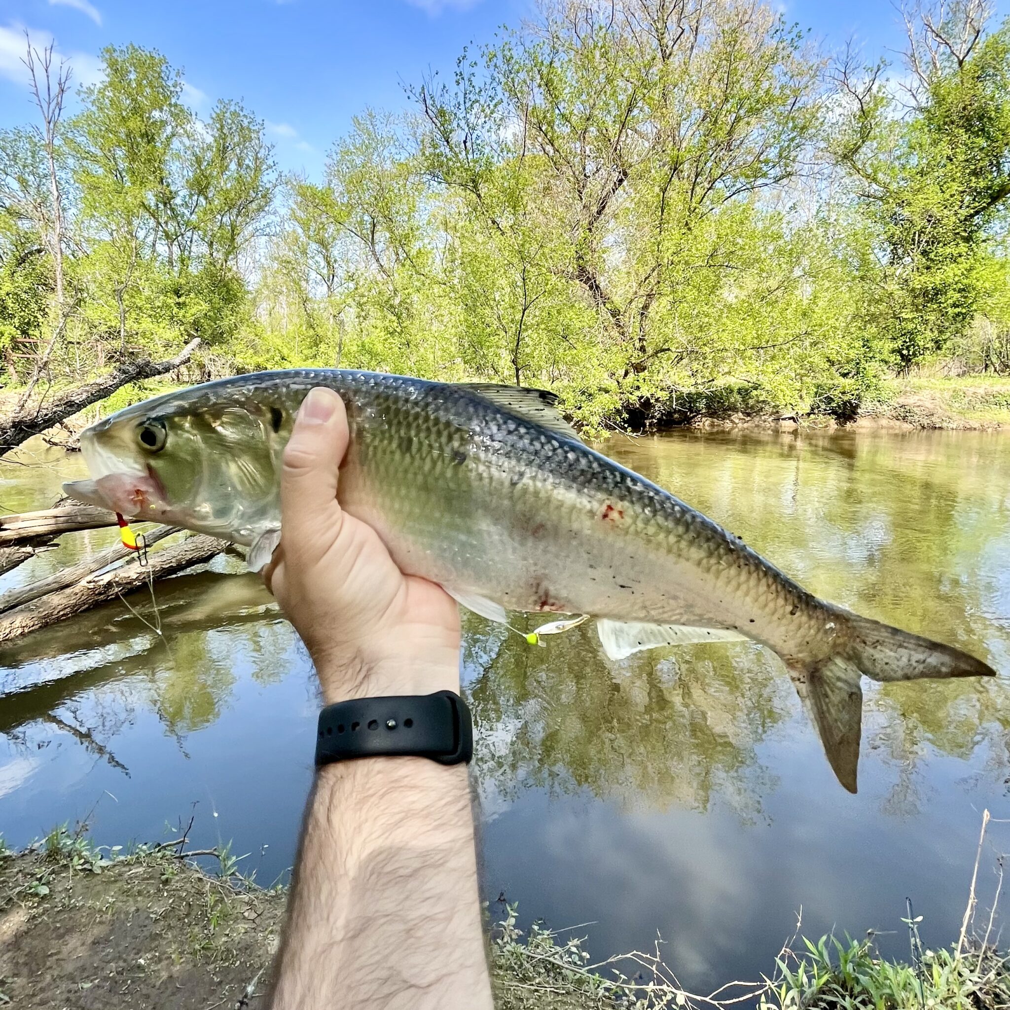 The Spring Shad Run - Reel Chesapeake