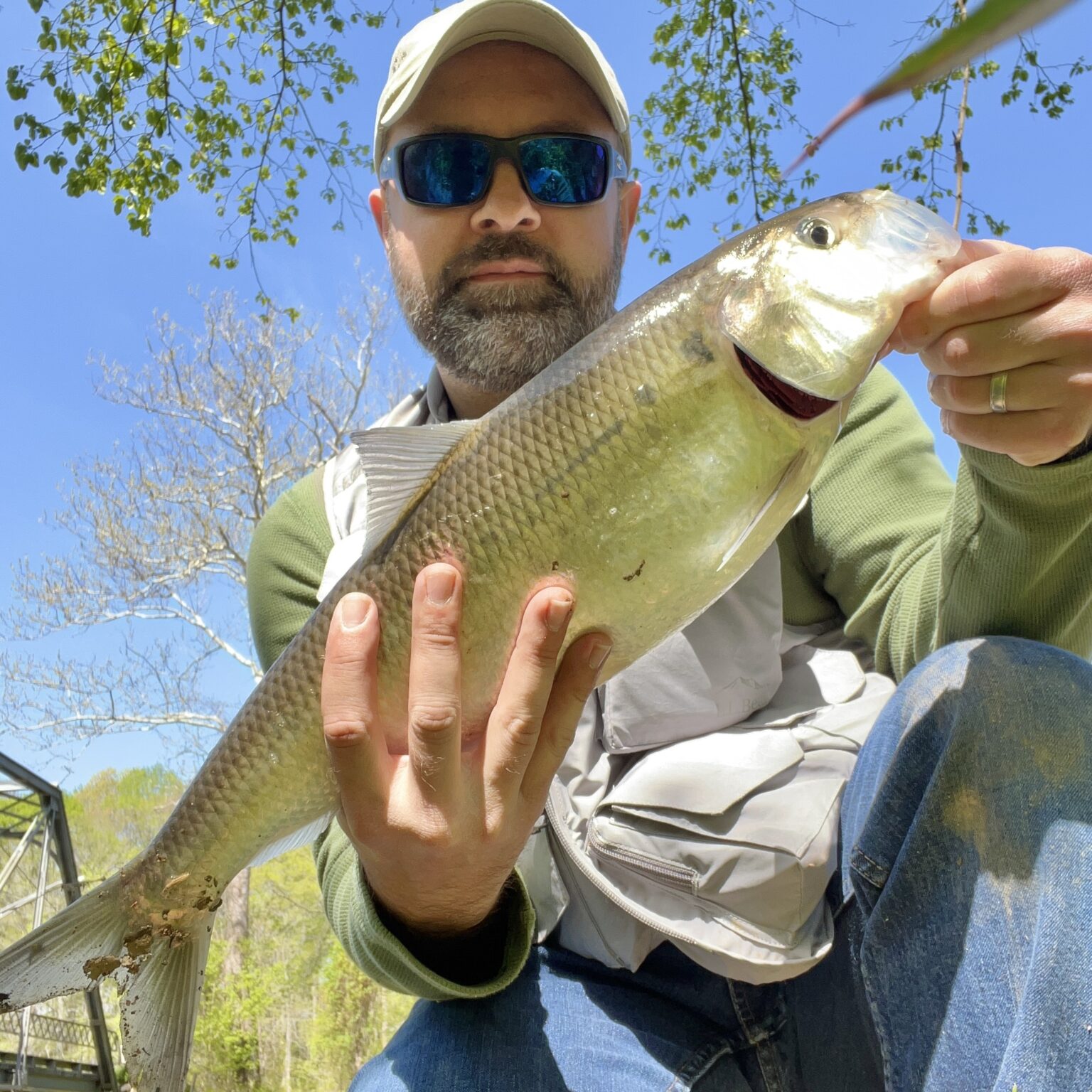 The Spring Shad Run - Reel Chesapeake