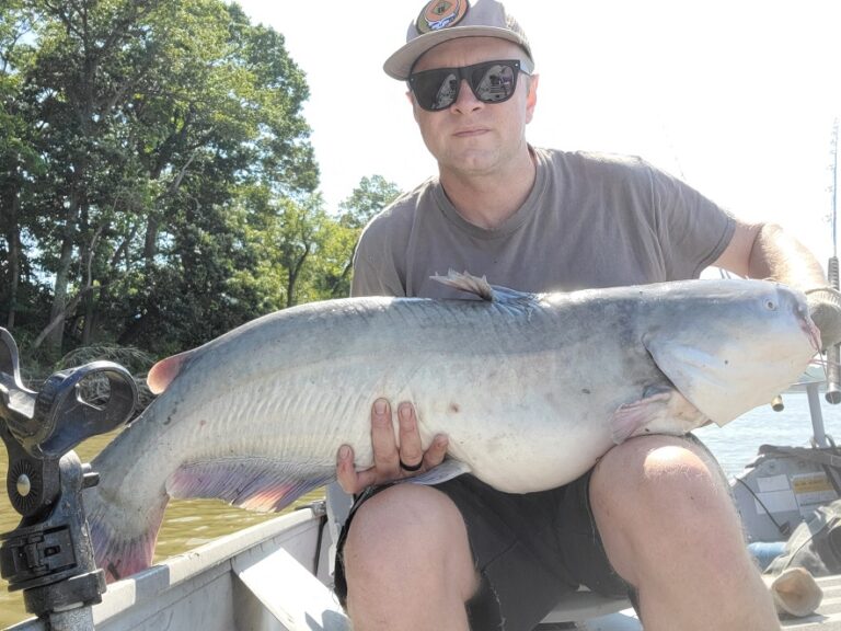 The Invasive Blue Catfish of the Chesapeake Bay - Reel Chesapeake