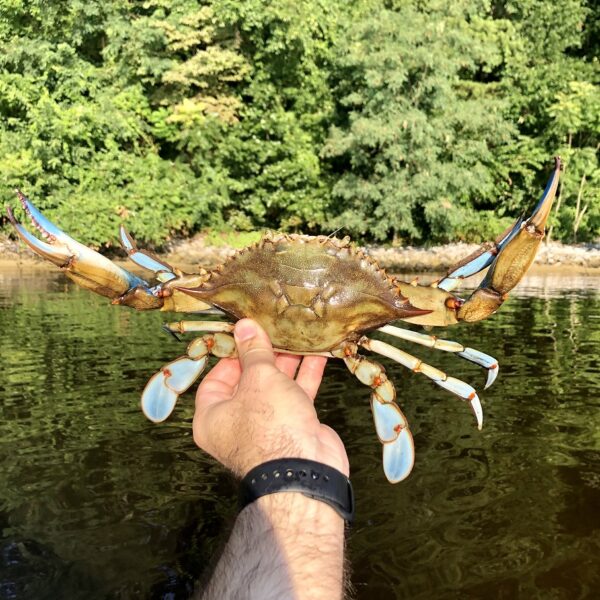 Blue Crabs 101 - Reel Chesapeake